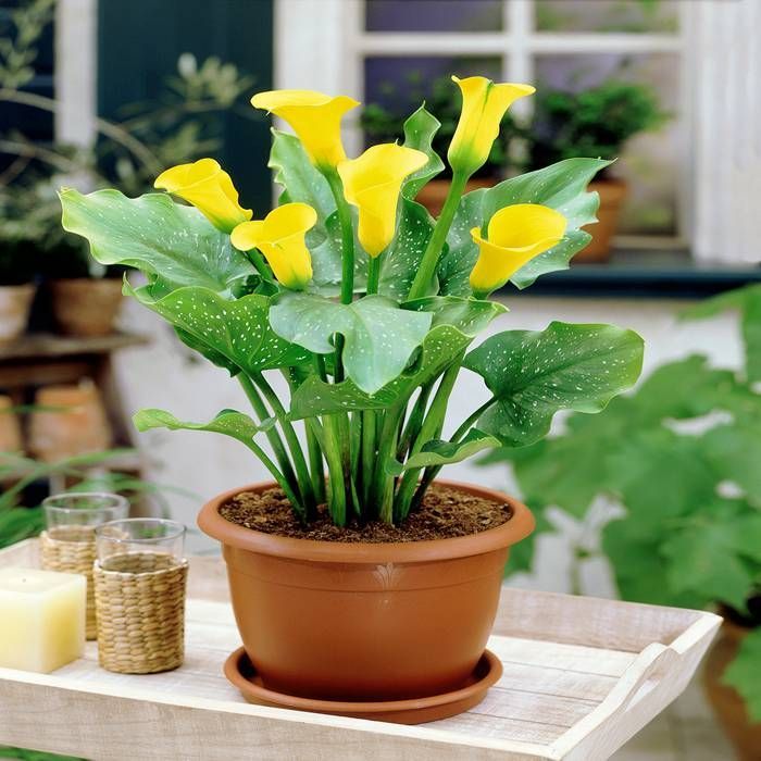 Calla gold günstig kaufen - Meingartenshop.at