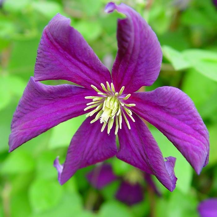 Clematis Etoile Violette 11cm günstig kaufen - Meingartenshop.at