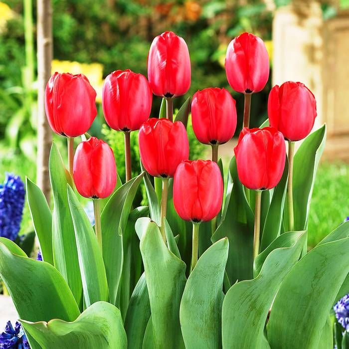 Tulpe Darwin Hyprid ´Impression Rot x 10 günstig kaufen - Meingartenshop.at