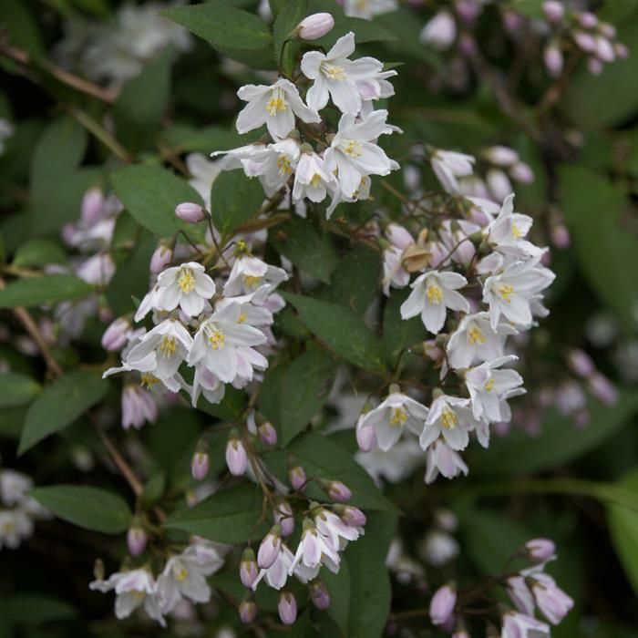 Deutzia Rosea günstig kaufen - Meingartenshop.at